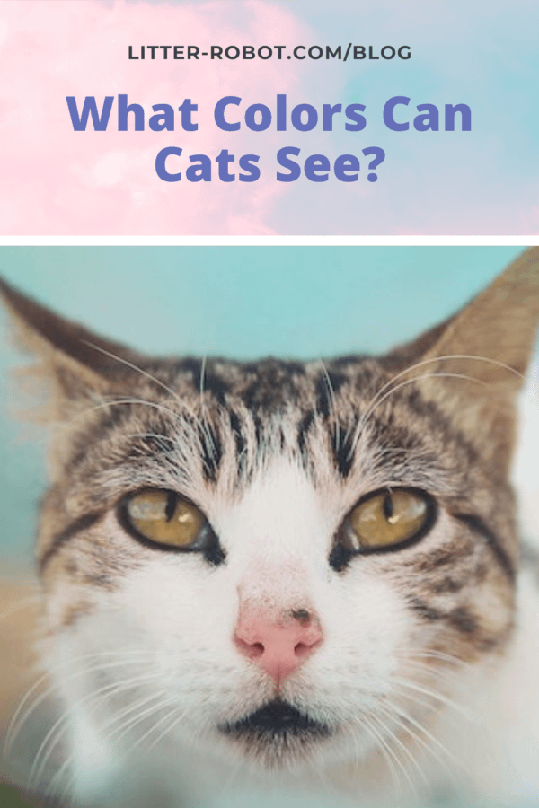 What Colors Can Cats See? See The World Through A Cats Eyes
