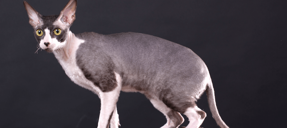 What Colors Can Cornish Rex Cats Be? | Litter-Robot