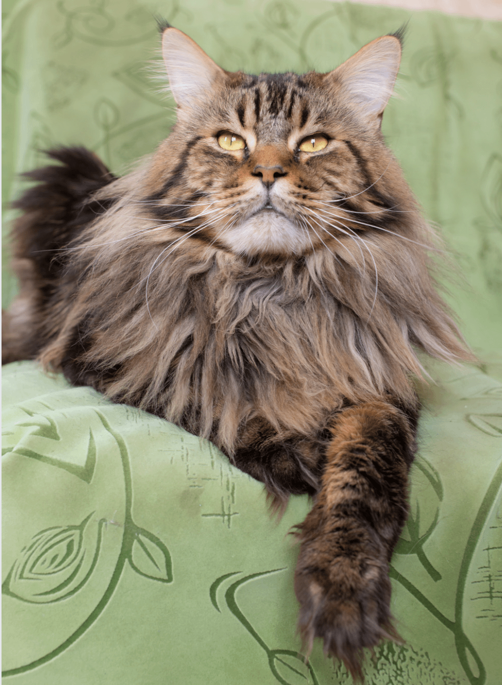 What Colors Can Maine Coon Cats Be? All Maine Coon Colors