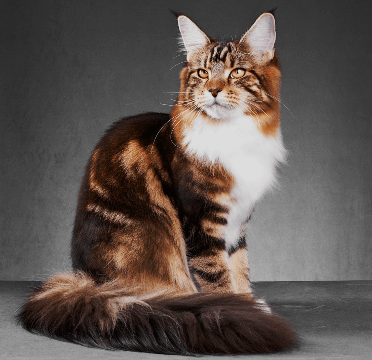 What Colors Can Maine Coon Cats Be? All Maine Coon Colors