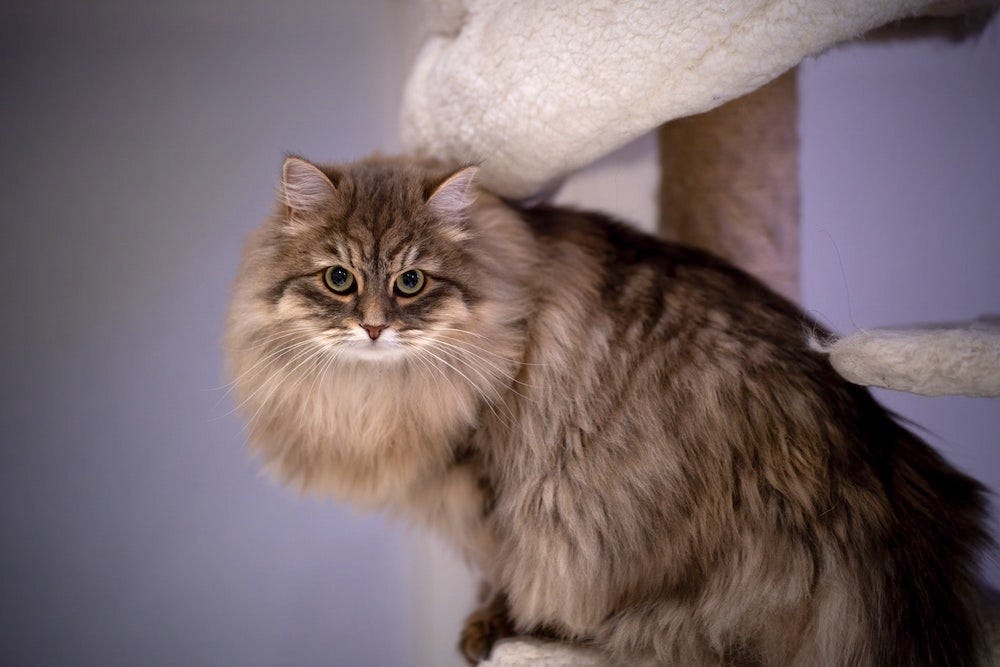 All The Coat Colors & Patterns Of Siberian Cats