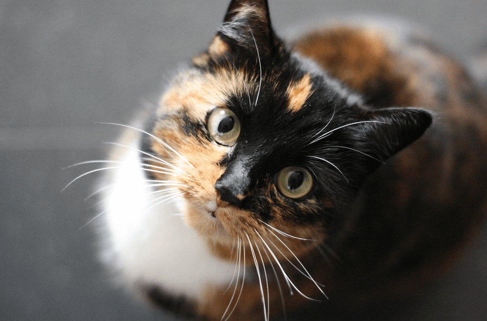 What Colors Can Munchkin Cats Be? | Litter-Robot