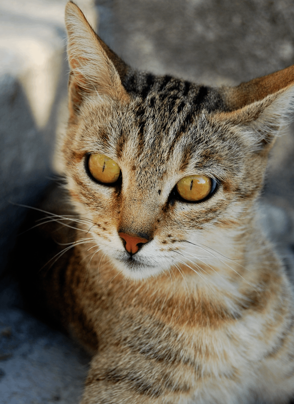Ocicat Colors: What Coats Can Ocicats Have? | Litter-Robot