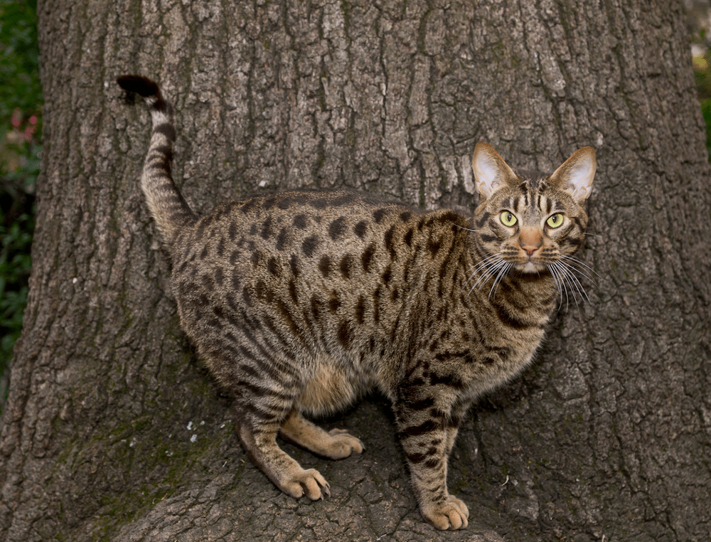 Ocicat Breed Profile | Litter-Robot