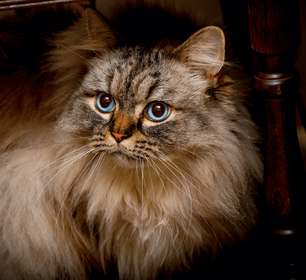 Ragamuffin Cats: Facts, Personality, and Breed Guide