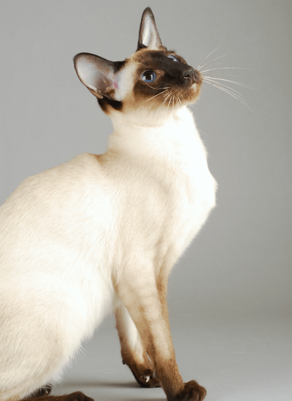 Chocolate Tabby Point Siamese