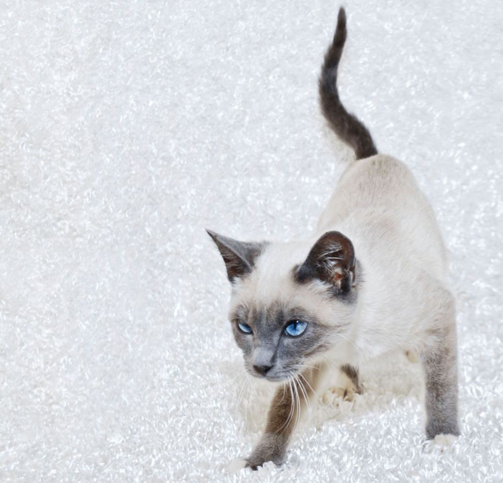 Gray Seal Siamese Cats