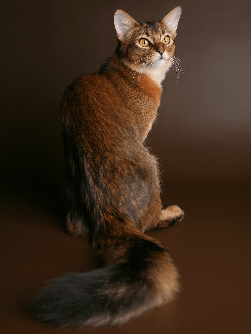 Somali Cat Breed Profile | Litter-Robot