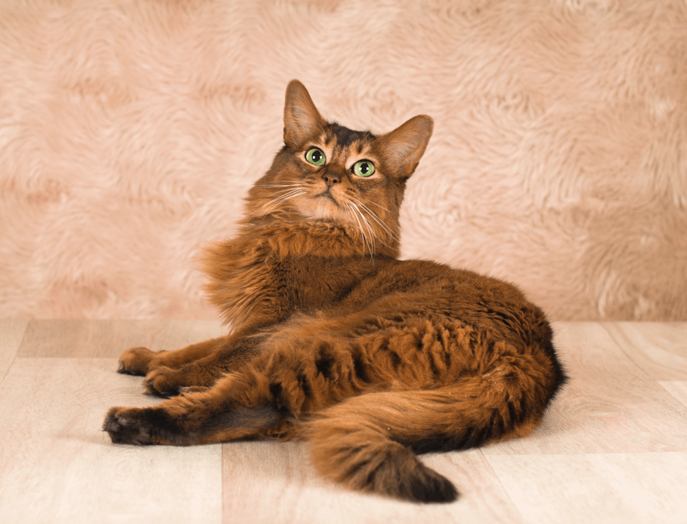 Somali Cat Personality: How Do Somali Cats Act? | Litter-Robot