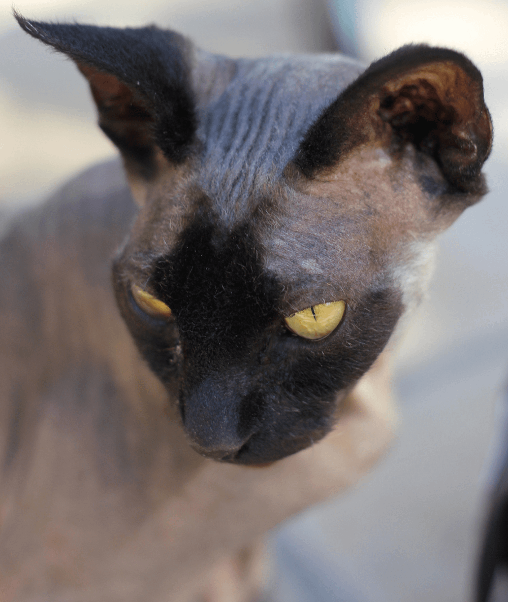 What Colors Can Sphynx Cats Be? | Litter-Robot
