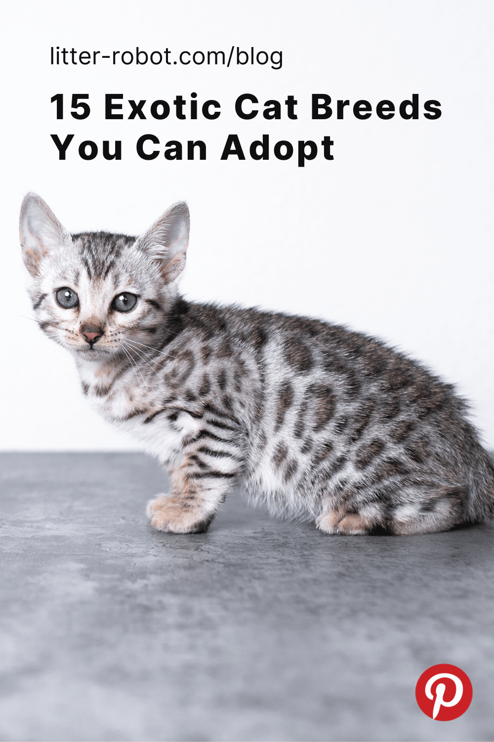 Exotic Pet Cat Breeds Top 10 Most Expensive Cat Breeds | Spot Pet