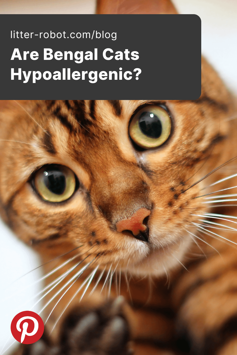 Are Bengal Cats Hypoallergenic? | Litter-Robot
