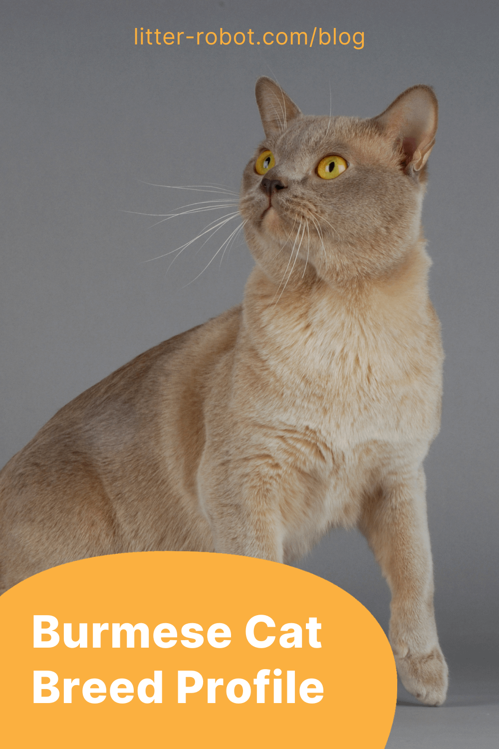 Burmese Cat Breed - Characteristics, Colors, & Personality