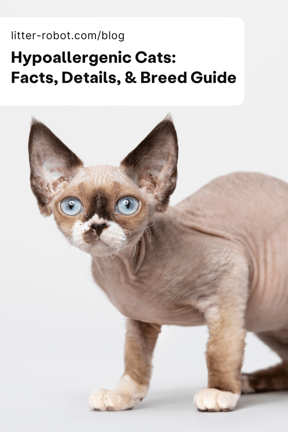 Original Facts Hypoallergenic Cats Animal Facts 10 Interesting Facts