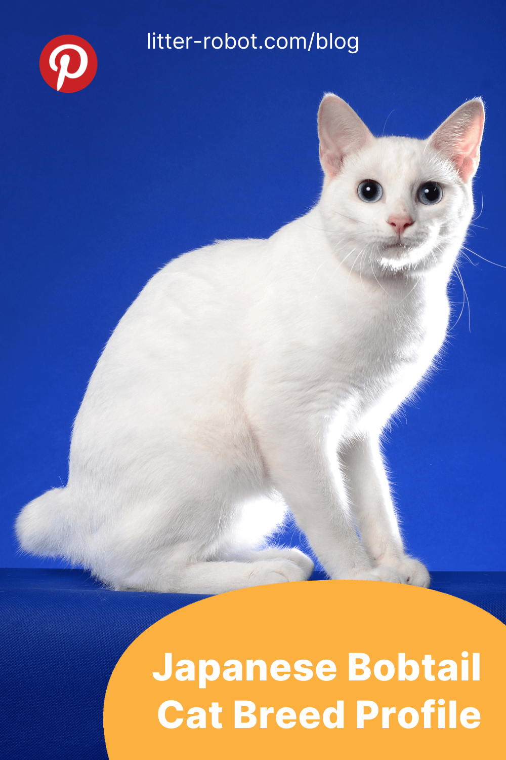 Japanese Bobtail Cat Breed Profile | Litter-Robot