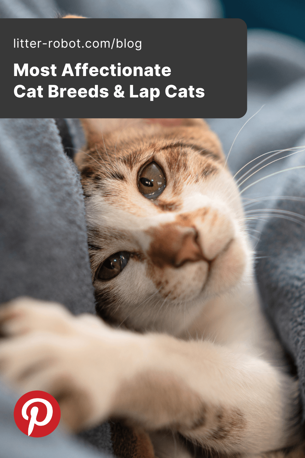 Most Affectionate Cat Breeds & Lap Cats | Litter-Robot