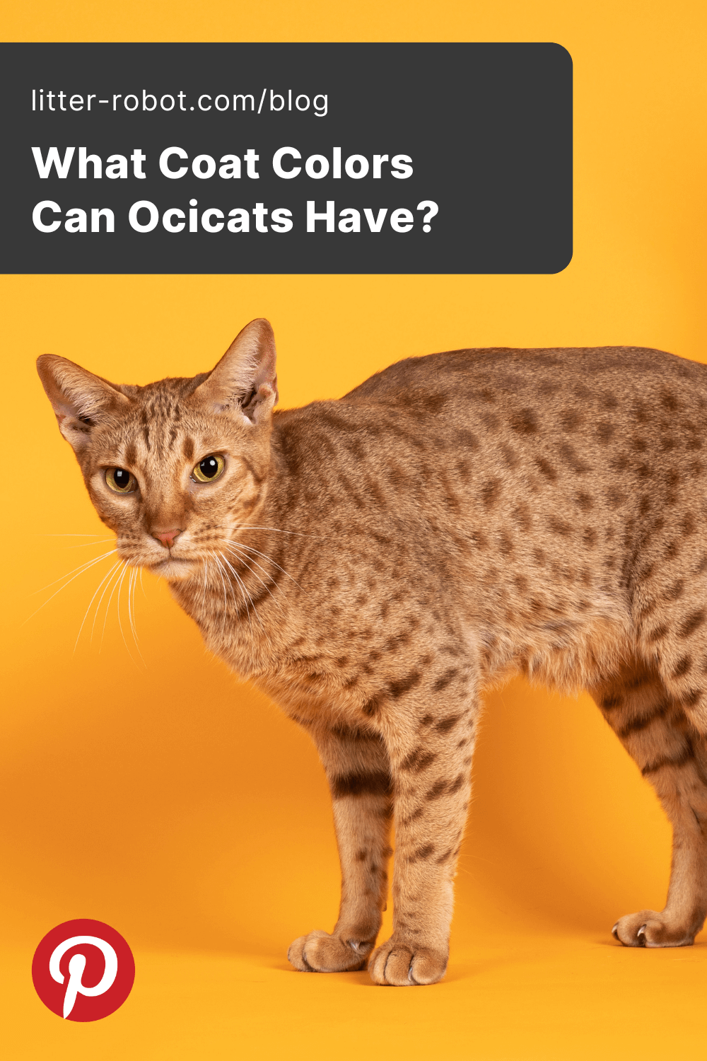 Ocicat Colors: What Coats Can Ocicats Have? | Litter-Robot