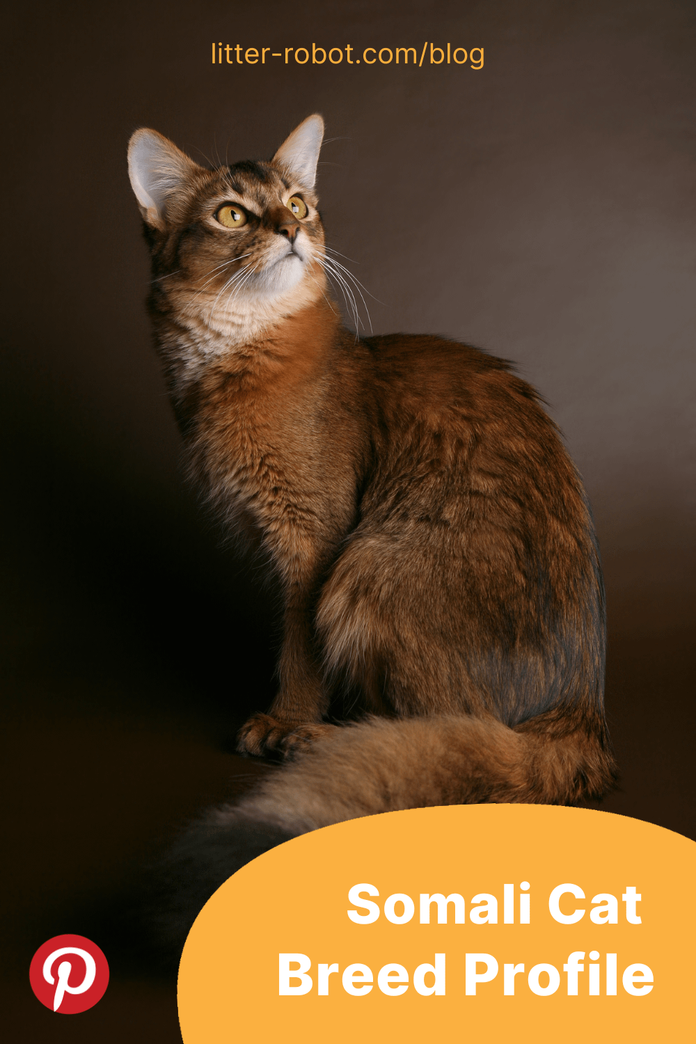 Somali Cat Breed Profile | Litter-Robot