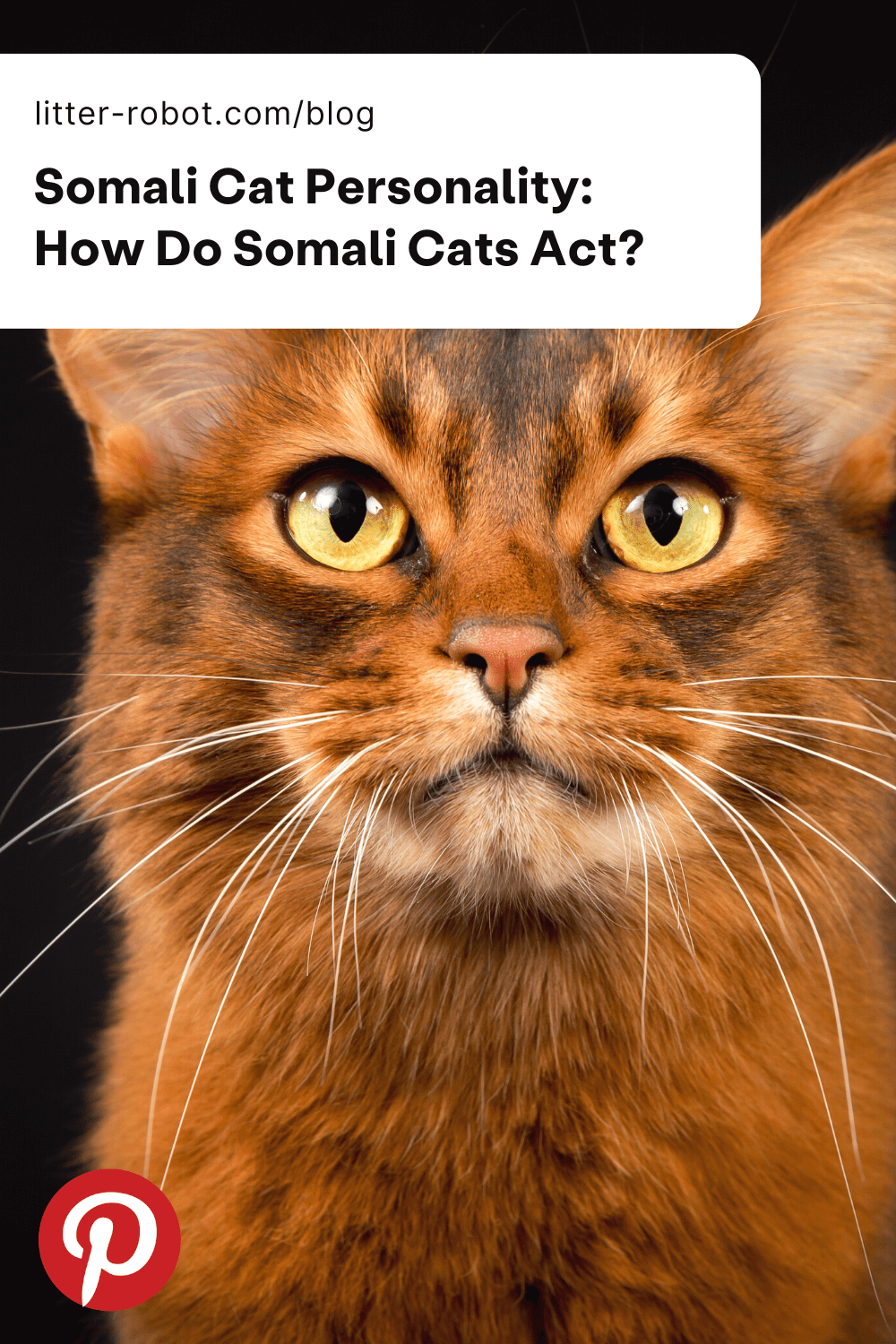 Somali Cat Personality: How Do Somali Cats Act? | Litter-Robot