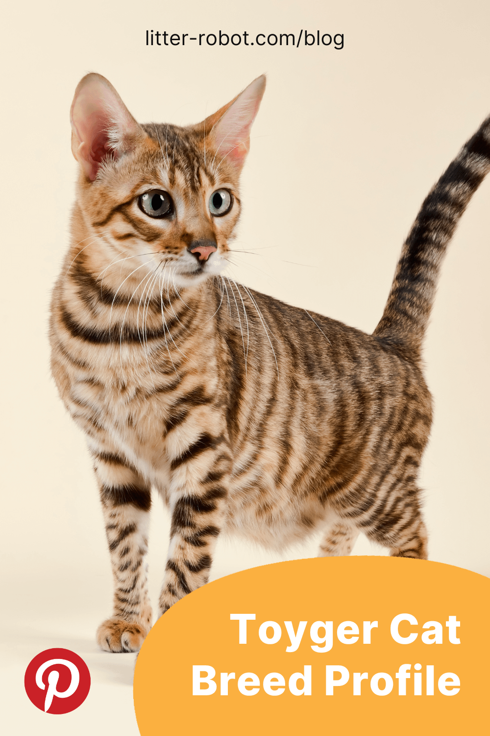 Toyger Cat Toyger Cattery | Sondaica Toygers | Manchester
