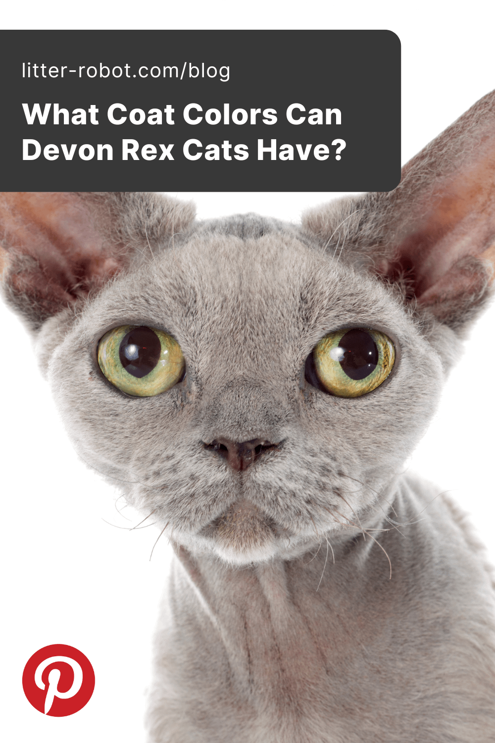 What Coat Colors Can Devon Rex Cats Have? | Litter-Robot