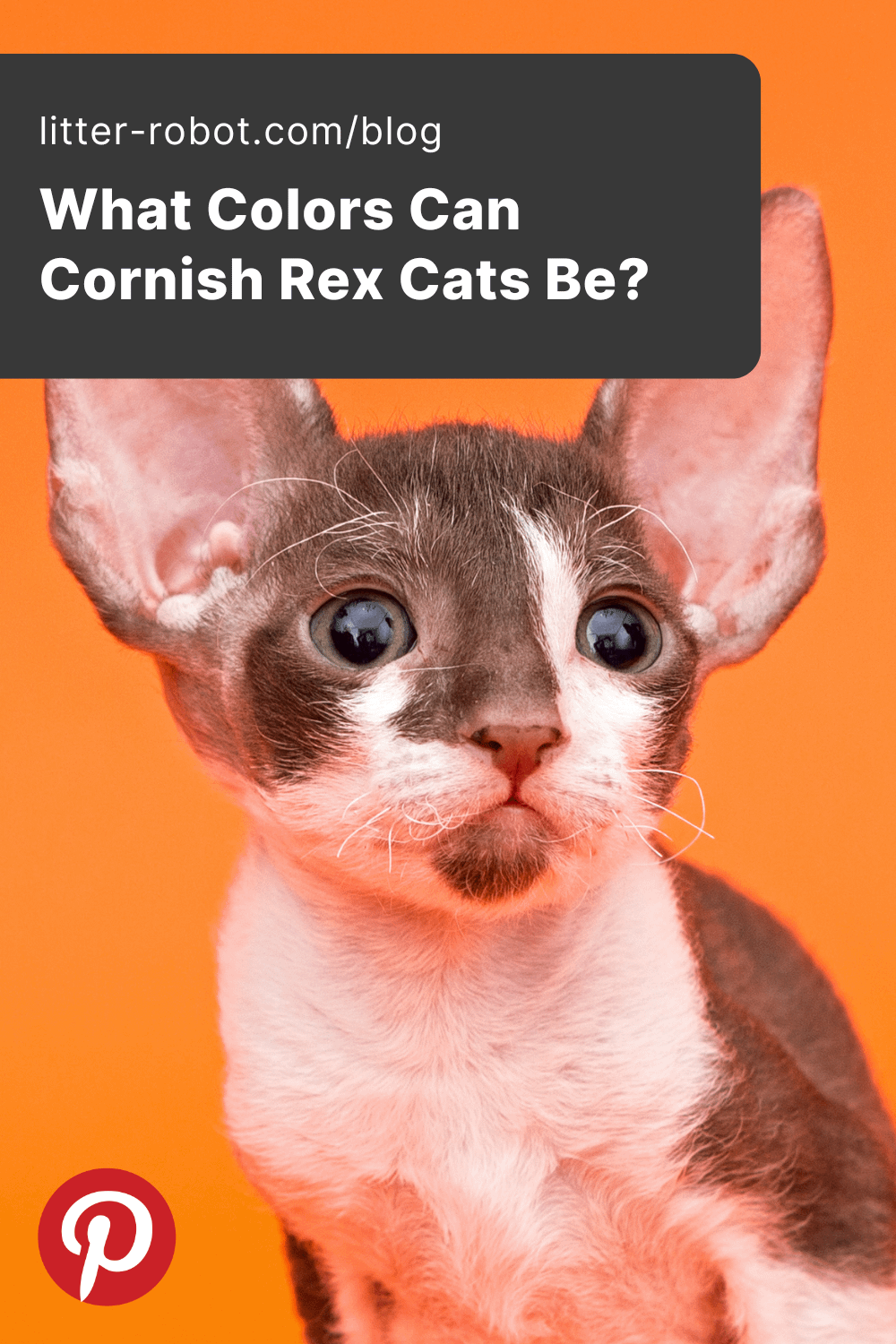 What Colors Can Cornish Rex Cats Be? | Litter-Robot