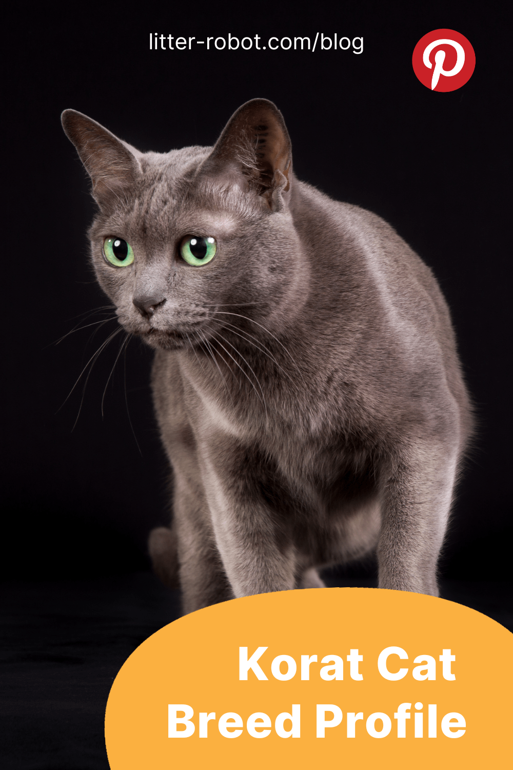 Korat Cat Breed Profile | Litter-Robot