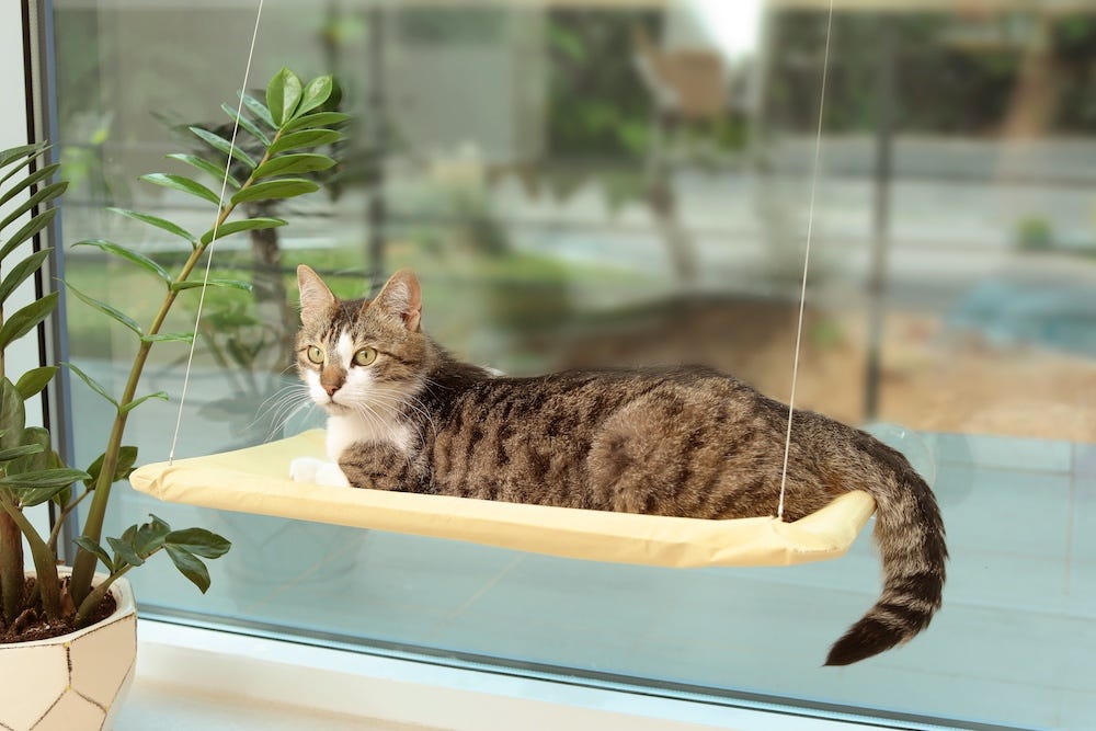 How Much Space Does a Cat Need? Cat Room Ideas