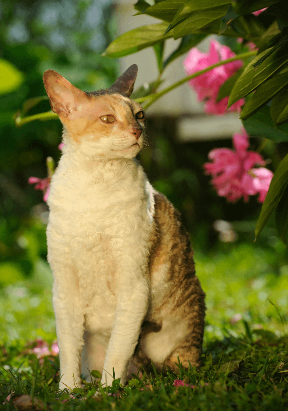 What Colors Can Cornish Rex Cats Be? | Litter-Robot