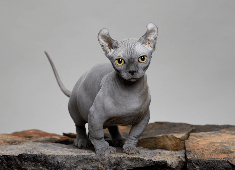 Full Grown Miniature Cats 15 Smallest Cat Breeds & Miniature Cats That