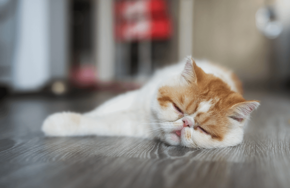 Lazy Cat Breeds To Lie Around With | Litter-Robot