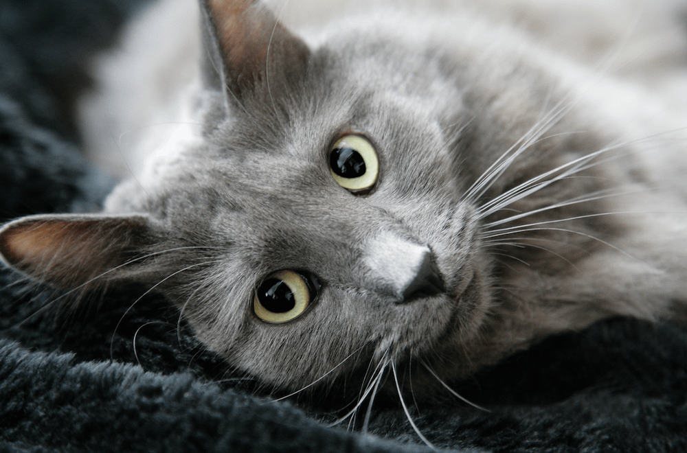 Gray Cats With Green Eyes