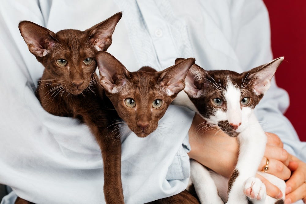 Oriental Shorthair Cat Breed Profile - Lifespan, Personality & History