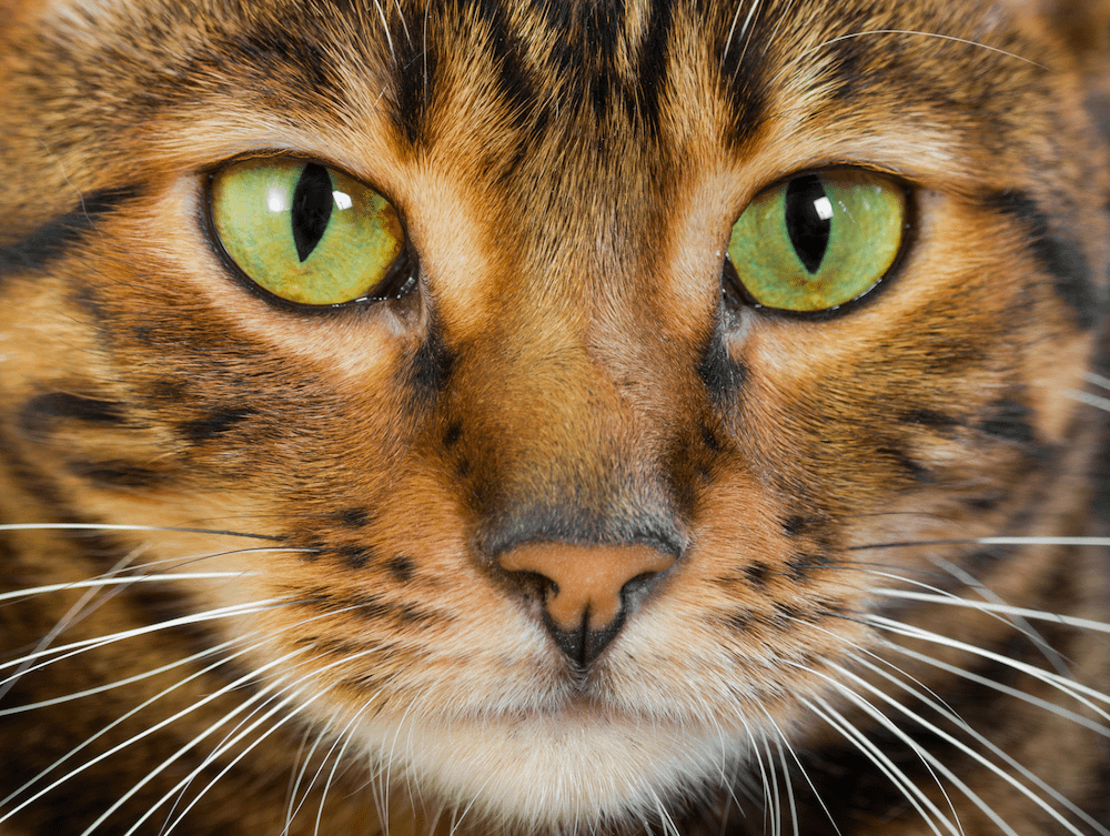Toyger Cat Breed Profile | Litter-Robot