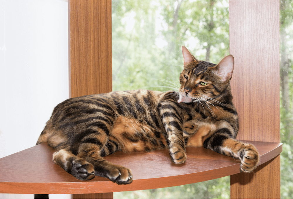 Toyger Cat Breed Profile | Litter-Robot